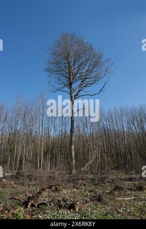 Microclimate of forest floor has been changed by pollarding sweet ...