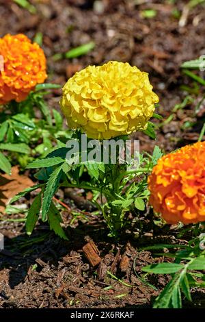 Yellow marigolds are blooming in the garden Stock Photo - Alamy