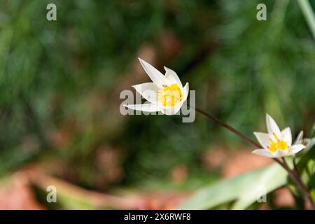 two-flowered tulip (Tulipa biflora Stock Photo - Alamy