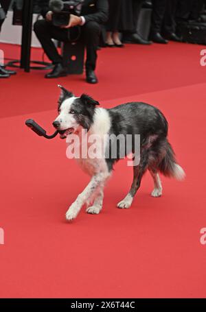 Actor-dog Messi (from the film "Anatomy of a Fall") Opening ceremony of ...