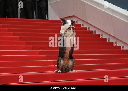 Actor-dog Messi (from the film "Anatomy of a Fall") Opening ceremony of ...