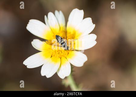 Lomate Bee-fly (Lomatia sp.) at Knidos in Turkiye Stock Photo - Alamy