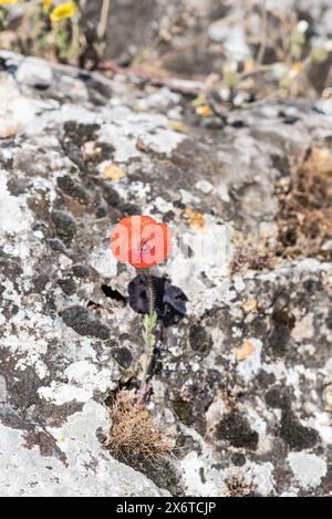 Poppy flower (Papaver sp.) at Pamukkale, Turkiye taken with a telephoto ...