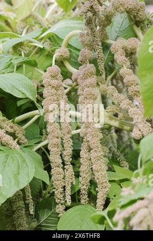 Garden foxtail amaranth (Amaranthus caudatus var. viridis ...