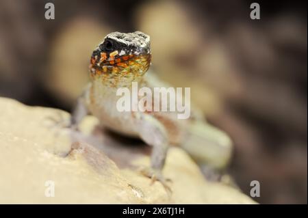 Colourful masked iguana (Leiocephalus personatus), male, captive ...