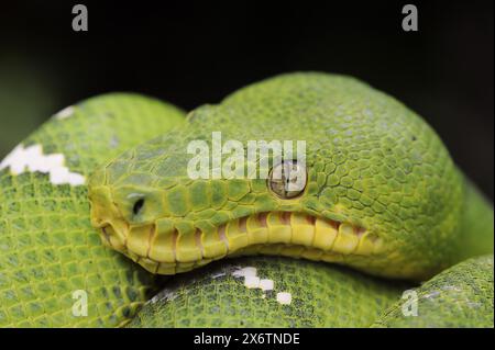 Emerald Tree Boa Constrictor Corallus caninus South America Stock Photo ...