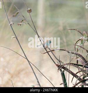 Blue Astrild, Limpopo, South Africa Stock Photo - Alamy
