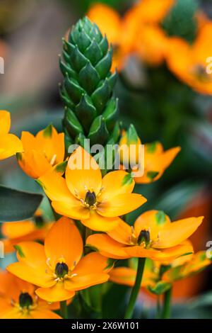 Ornithogalum dubium with orange flowers, family Asparagaceae, Mallorca ...