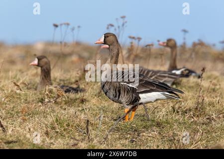 Greater White-fronted Goose, the goslings are not fed by the parents ...