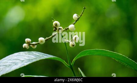 Chloranthus officinalis (Chloranthus erectus, Lowland Chloranthus, Rami ...