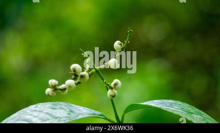 Chloranthus officinalis (Chloranthus erectus, Lowland Chloranthus, Rami ...