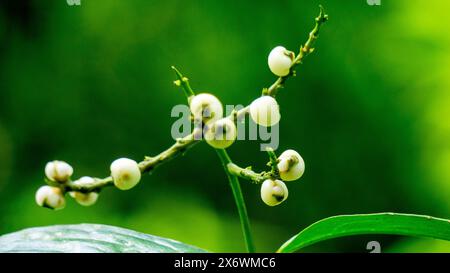 Chloranthus officinalis (Chloranthus erectus, Lowland Chloranthus, Rami ...