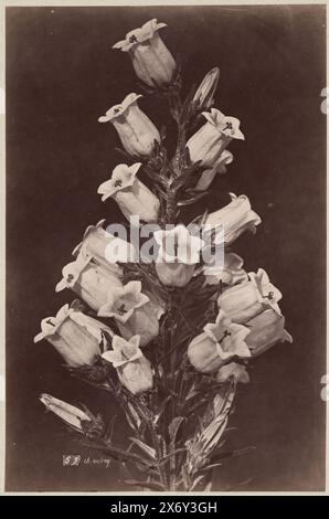 Flower still life, Charles Aubry, (attributed to), 1864 - 1872, paper ...