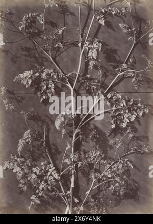 Flower study with branches, c. 1875 - c. 1895 photograph Part of ...