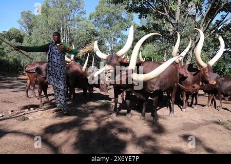 Nyanza, Rwanda. 6th Apr, 2024. A breeder sings songs for a Rwandan ...