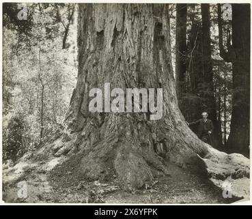 Big Basin, Santa Cruz, California, United States, Bombus sp., Animalia ...
