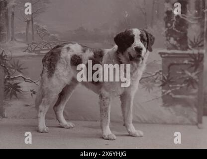 Dog, probably a Saint Bernard Stock Photo - Alamy
