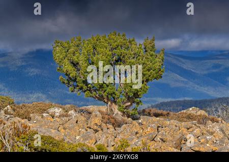 Pine-daisy (Olearia pinifolia) standing alone on a high alpine ridge ...
