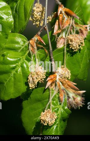 European Beech (Fagus sylvatica) 'Pendula', bark Stock Photo - Alamy