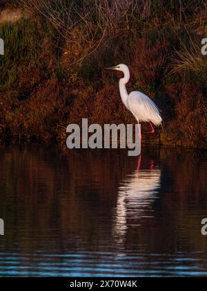 Great-throated (Ardea alba) also known as common egret. Little Egret ...