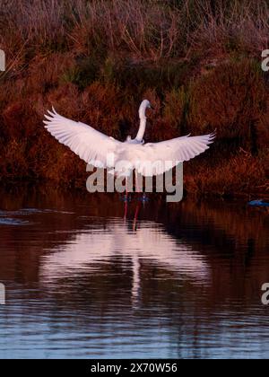 Great-throated (Ardea alba) also known as common egret. Little Egret ...