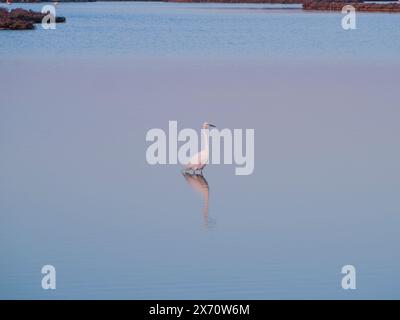 Great-throated (Ardea alba) also known as common egret. Little Egret ...