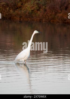 Great-throated (Ardea alba) also known as common egret. Little Egret ...