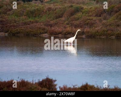 Great-throated (Ardea alba) also known as common egret. Little Egret ...