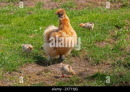 Silky fowl hen with chicks, Wittorf, joint community Bardowick, Lower ...