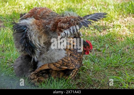 Chicken, Orpington hen, Wittorf, joint community Bardowick, Lower ...