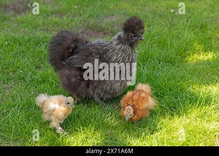 Silky fowl hen with chicks, Wittorf, joint community Bardowick, Lower ...