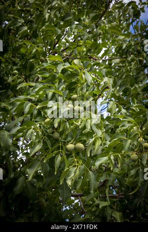 Walnuts fruits green tree branch isolated on a white background Stock ...
