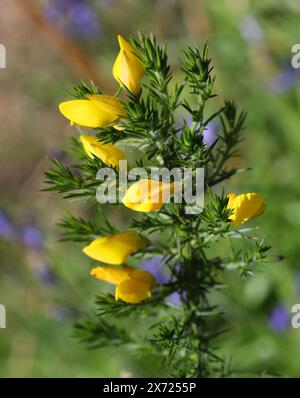 Common gorse (Ulex europaeus) is a species of flowering plant in the ...