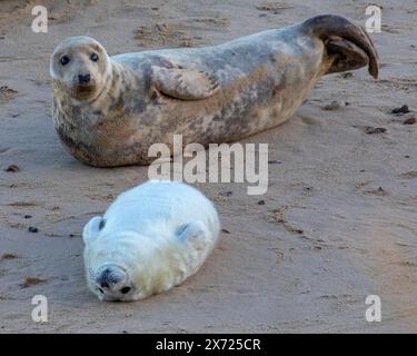 A funny seal pup laying on ground Stock Photo - Alamy