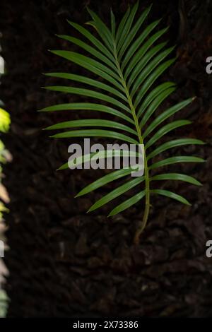 Sago palm leaf growing on the old trunk Stock Photo - Alamy