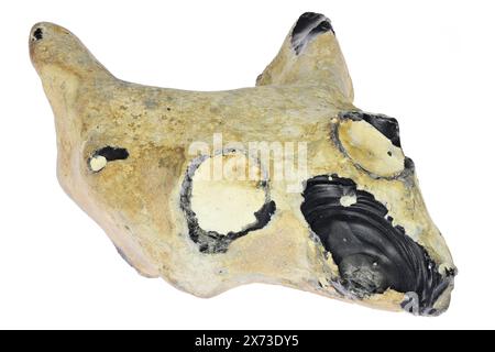 animal skull shaped flint from from Vlissingen, Netherlands isolated on ...