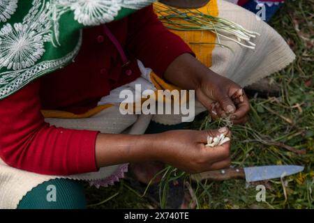 Hands of a Peruvian indigenous woman cleaning parsley branches to ...