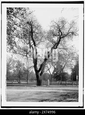 The Washington Elm, Cambridge, Washington, George, 1732-1799, Historic ...
