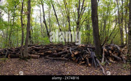 Many logs lie under the trees in the forest Stock Photo - Alamy