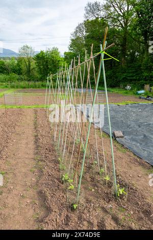Smallholding garden with runner beans plants growing up poles and nets ...