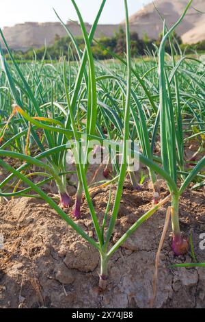 Fresh green onions in plantation. Close up Stock Photo - Alamy