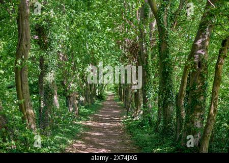 Double row of elm trees Deciduous forest in the spring sunny day Lower ...