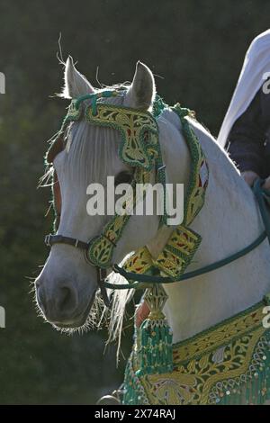 Berber Horse Portrait Stock Photo - Alamy