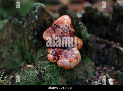 Fungi - Oak Bracket (Pseudoinonotus dryadeus) also known as Warted oak ...