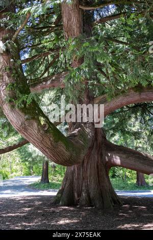 Giant Western Redwood Cedar tree in Redwood Park, Surrey, British ...
