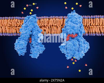 Illustration of closed cystic fibrosis transmembrane conductance regulator (CFTR) proteins (blue ...
