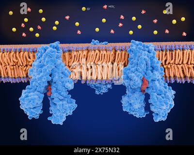 Illustration of cystic fibrosis transmembrane conductance regulator ...