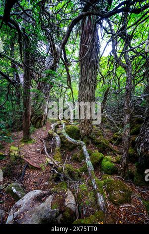 Thickly tangled tree roots and branches, Mount Field National Park ...