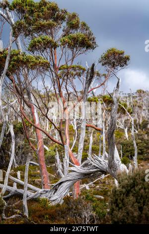 Snow gums, Yellow Eucalypts and alpine vegetation Lake Dobson area ...
