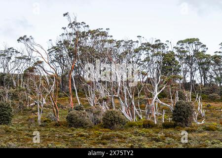 Snow gums, Yellow Eucalypts and alpine vegetation Lake Dobson area ...